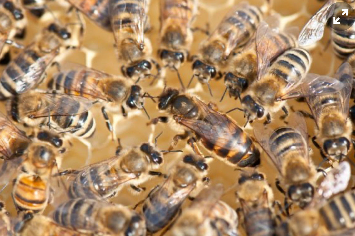 Pre order your Arrival in May / June onwards Buckfast Queen Bee , Plea ...